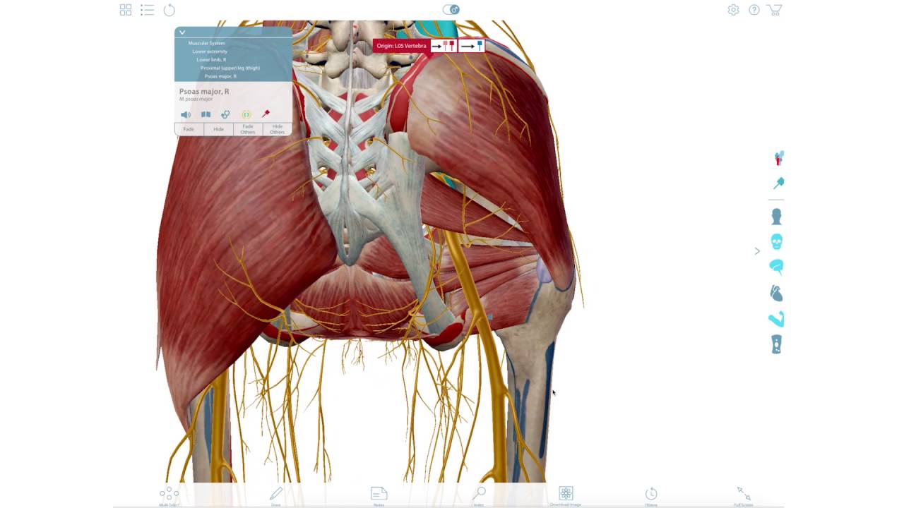 Muscle Premium for Windows